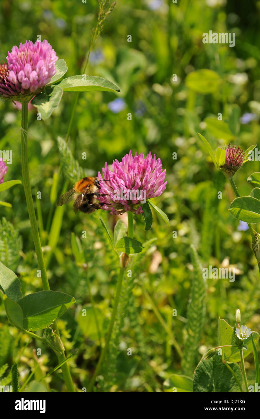 Red clover bee hi-res stock photography and images - Alamy