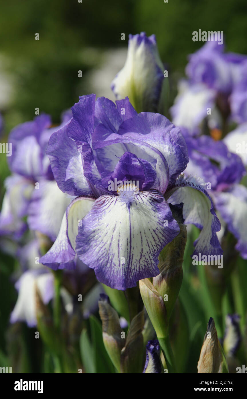 Iris x barbata elatior hi-res stock photography and images - Alamy