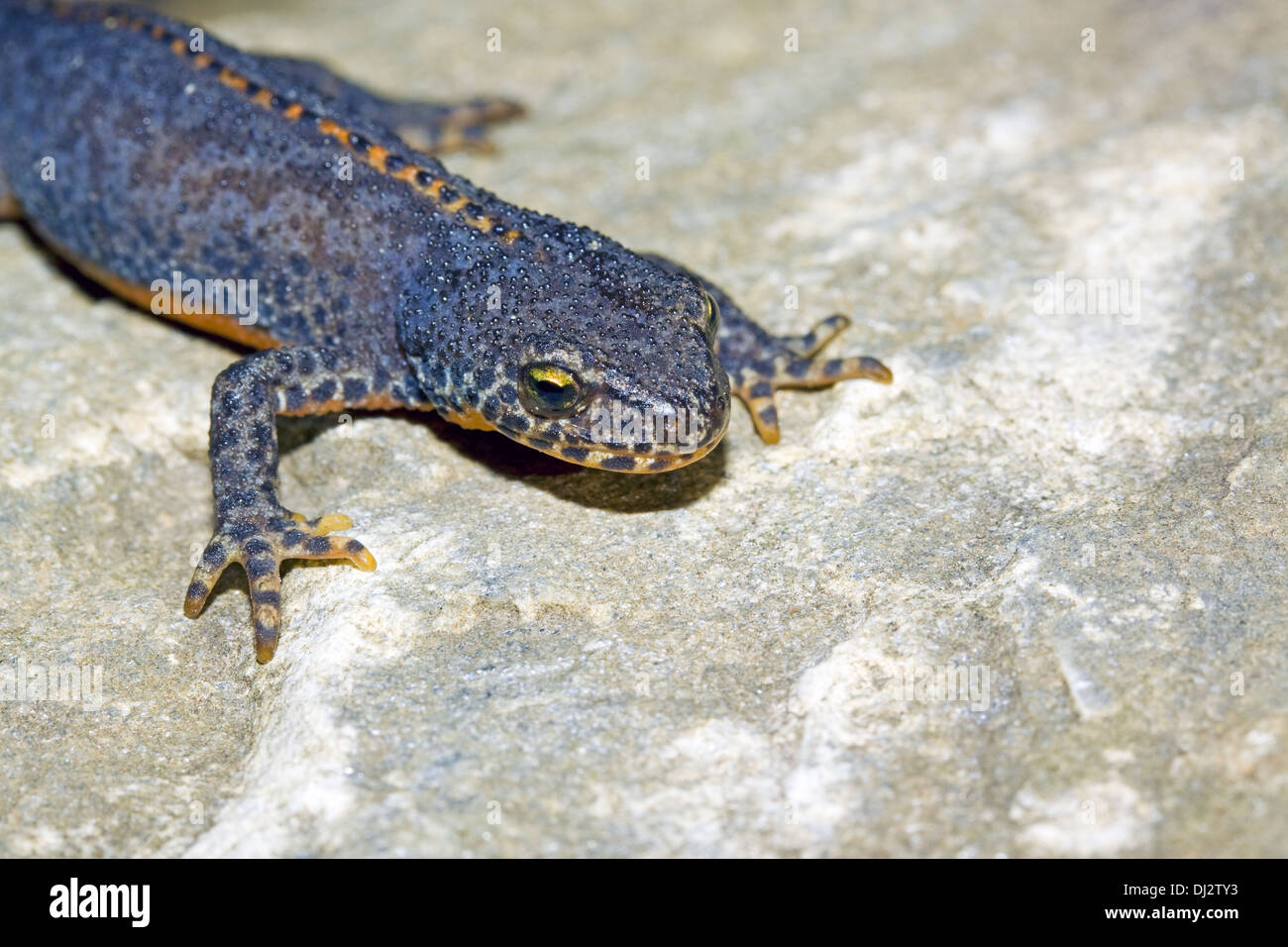 Male newt hi-res stock photography and images - Alamy