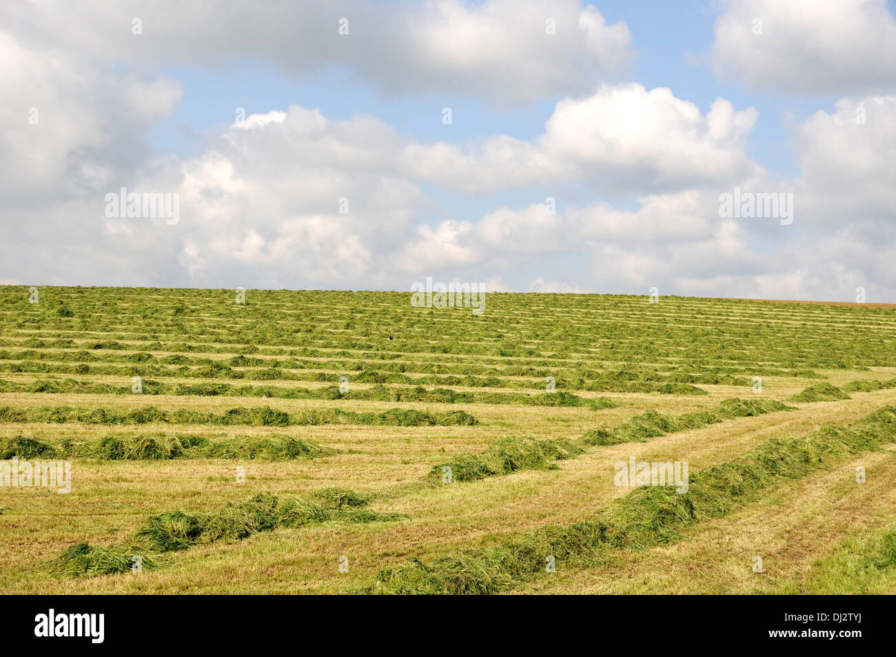 Mowed meadows hi-res stock photography and images - Alamy
