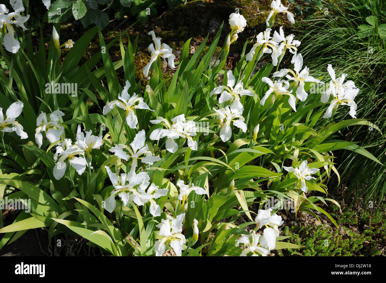 Wall iris iris tectorum hi-res stock photography and images - Alamy