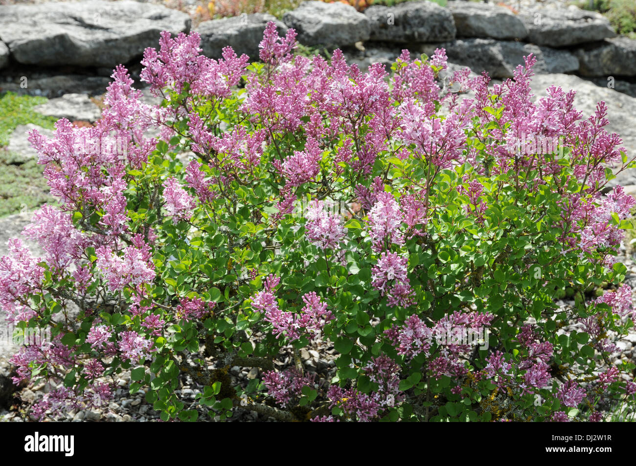 Dwarf lilac hi-res stock photography and images - Alamy
