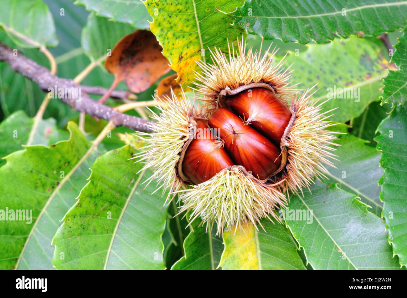 Kastanien hintergrund hi-res stock photography and images - Alamy