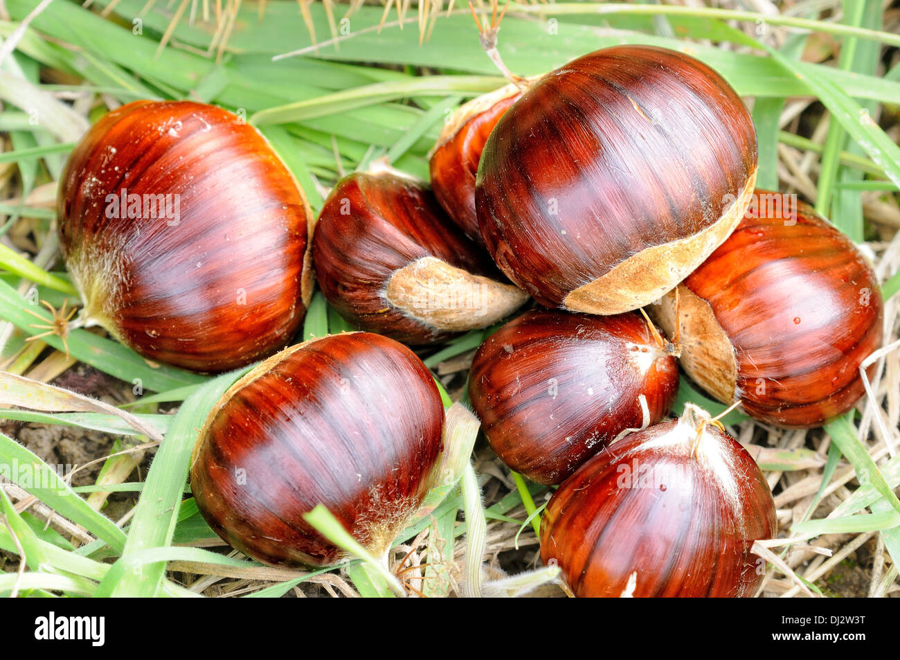 Chestnut shell on the ground hi-res stock photography and images - Alamy