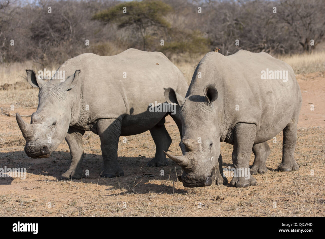 White rhinoc hi-res stock photography and images - Alamy