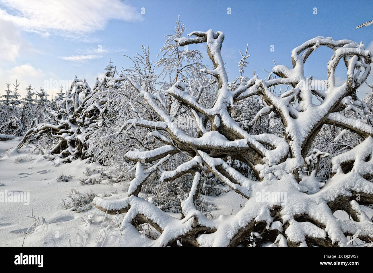 Tree roots in the snow Stock Photo - Alamy