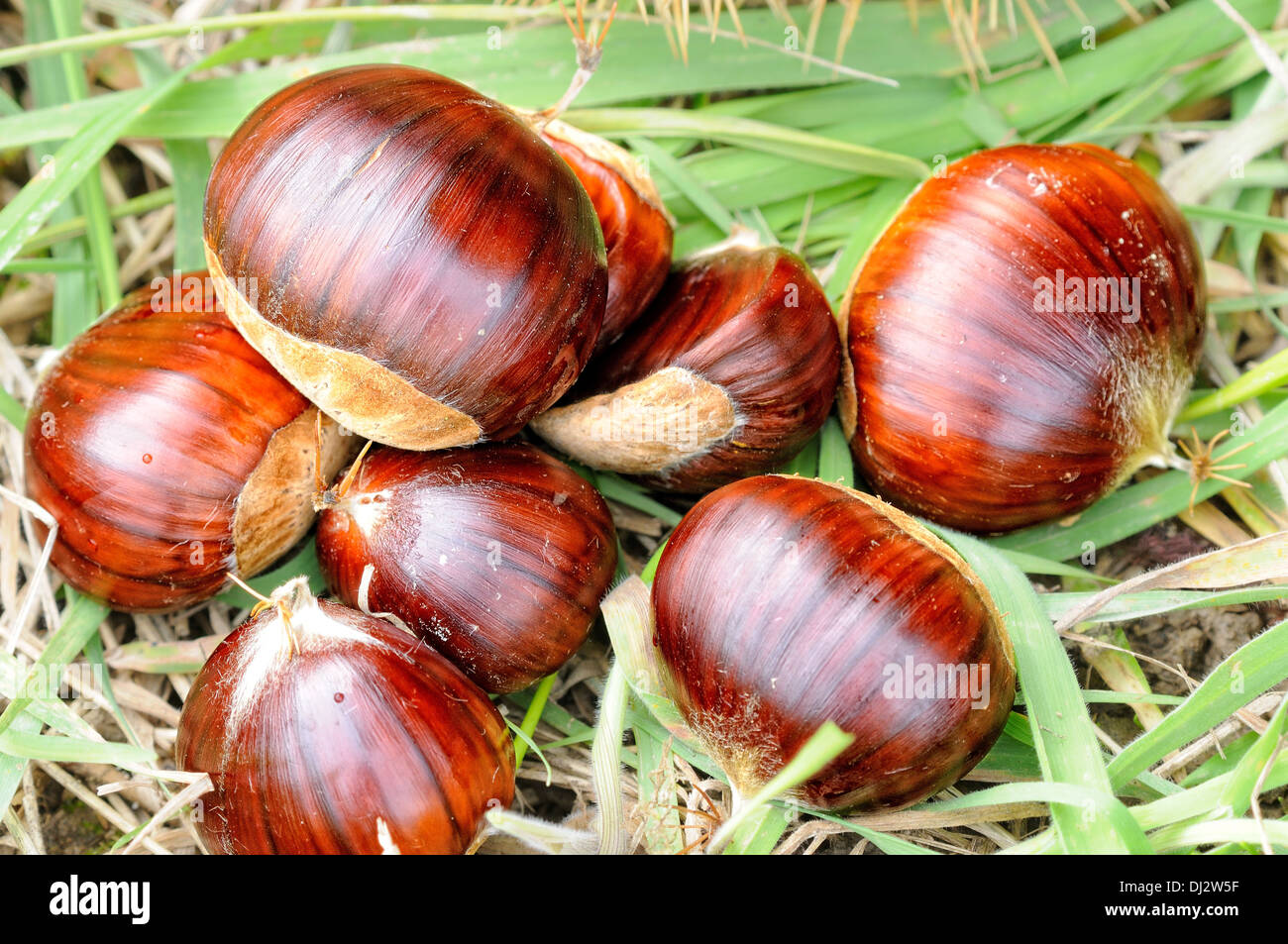 Beech nuts and shell hi-res stock photography and images - Alamy