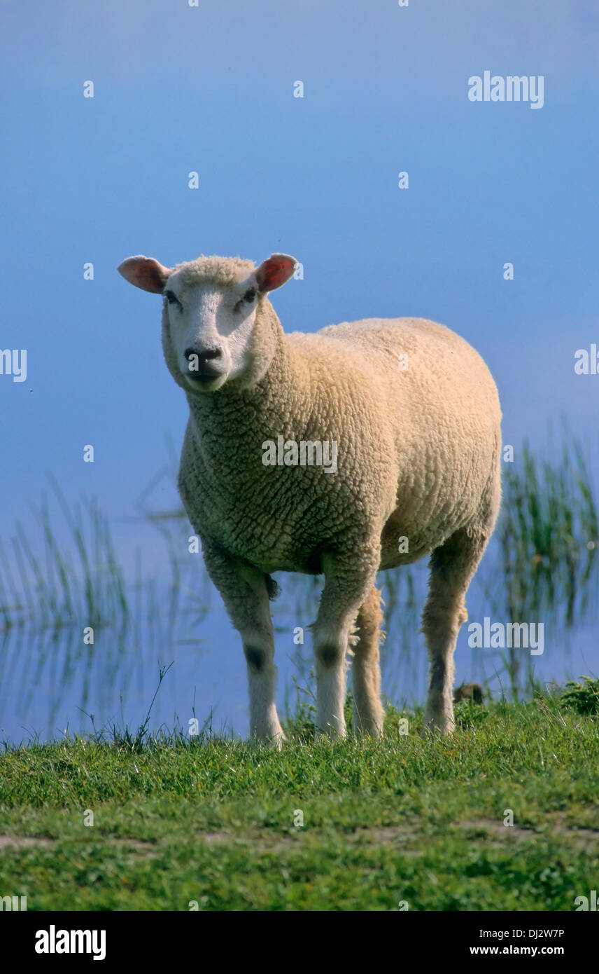 Country sheep domestic sheep flock of sheep on the dike, North Sea ...