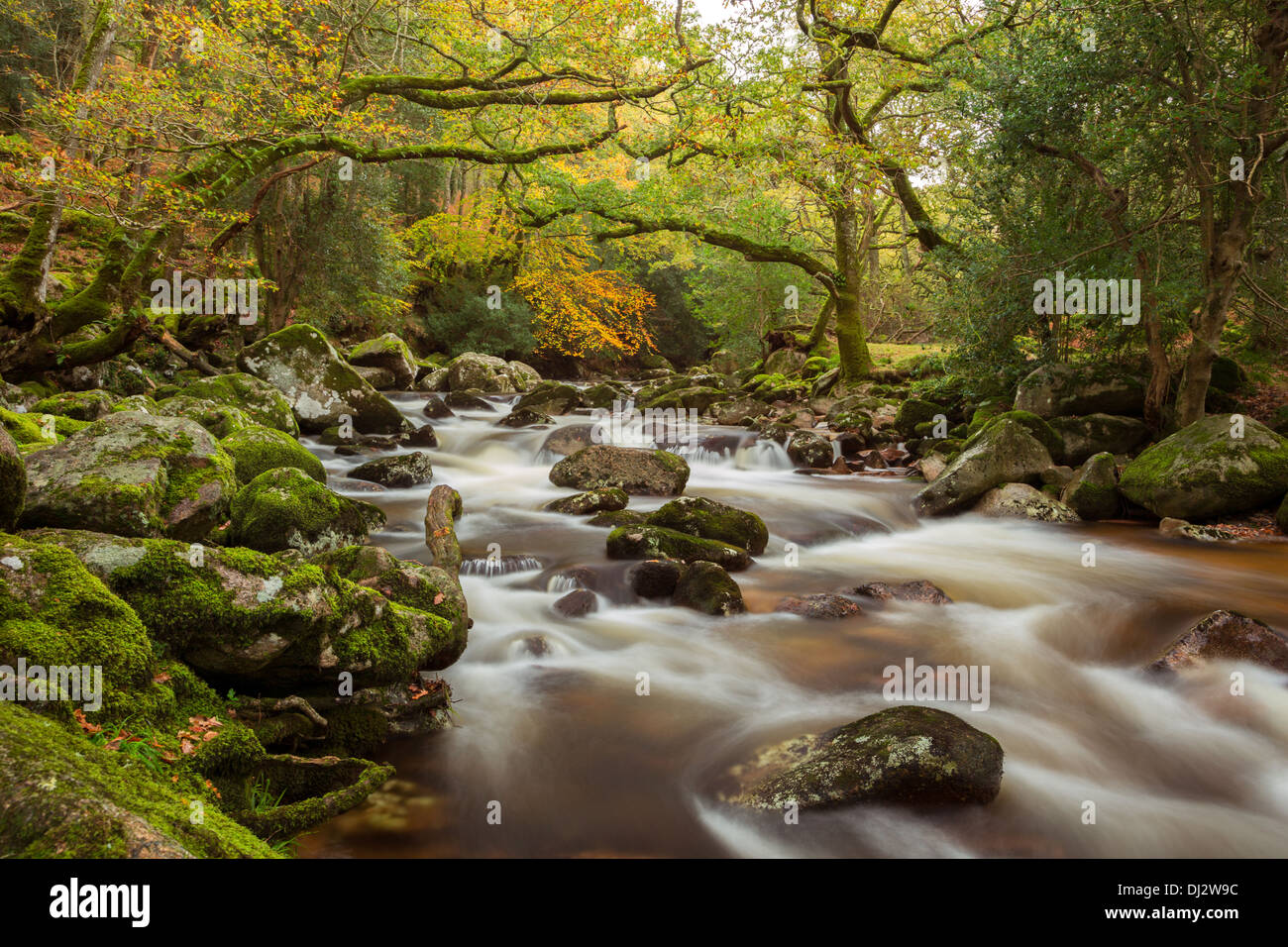 The river Plym at Dewerstone woods in autumn Dartmoor National Park ...