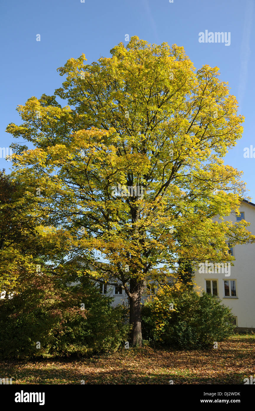 The sycamore or sycamore mapl hi-res stock photography and images - Alamy