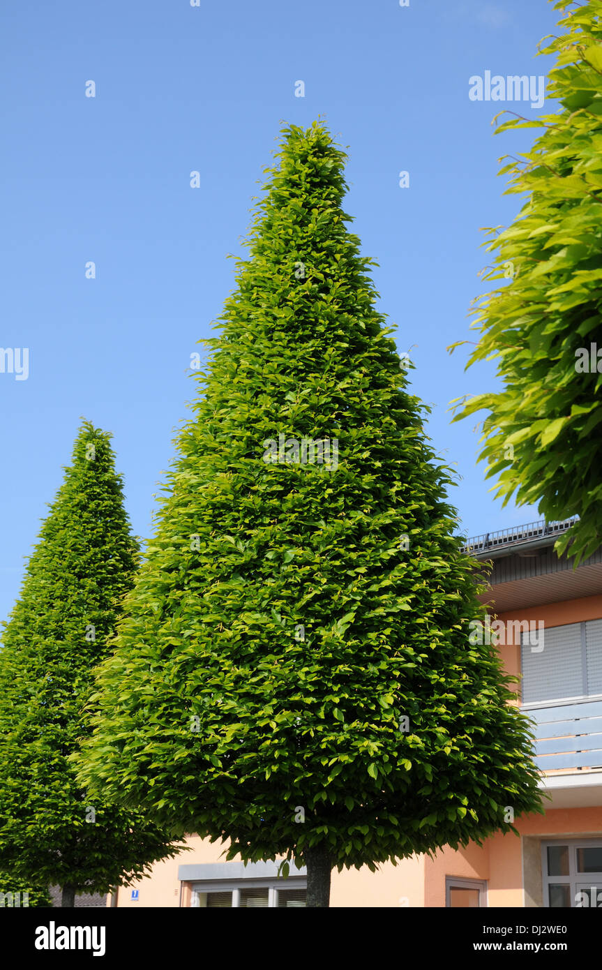 Hornbeam Topiary Ball Or Dome High Resolution Stock Photography and ...