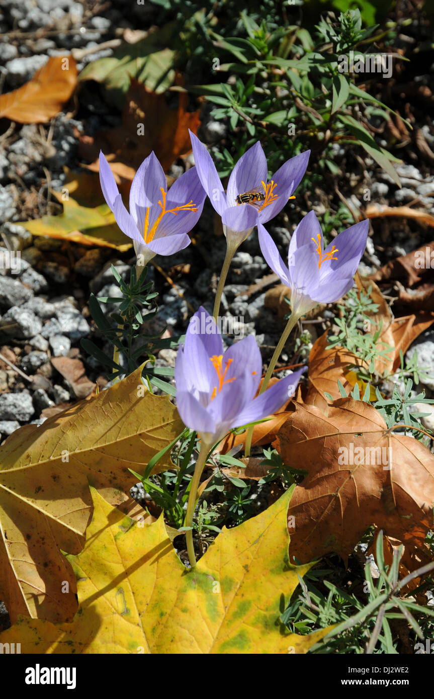 Safran Blume High Resolution Stock Photography and Images - Alamy