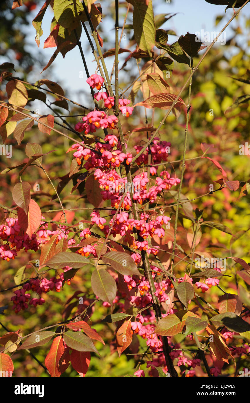 Spindle shrubs hi-res stock photography and images - Alamy