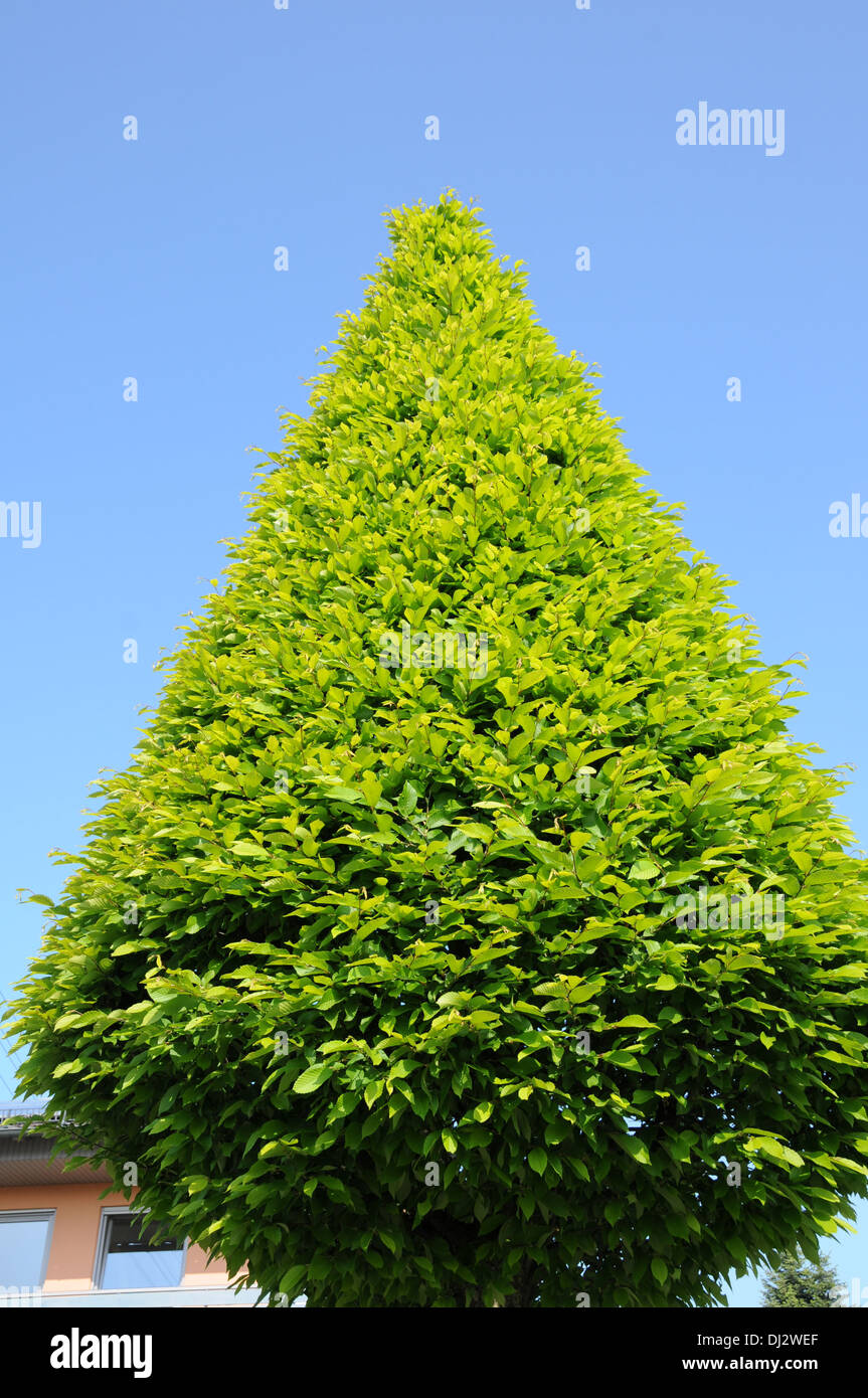 Hornbeam topiary ball or dome hi-res stock photography and images - Alamy