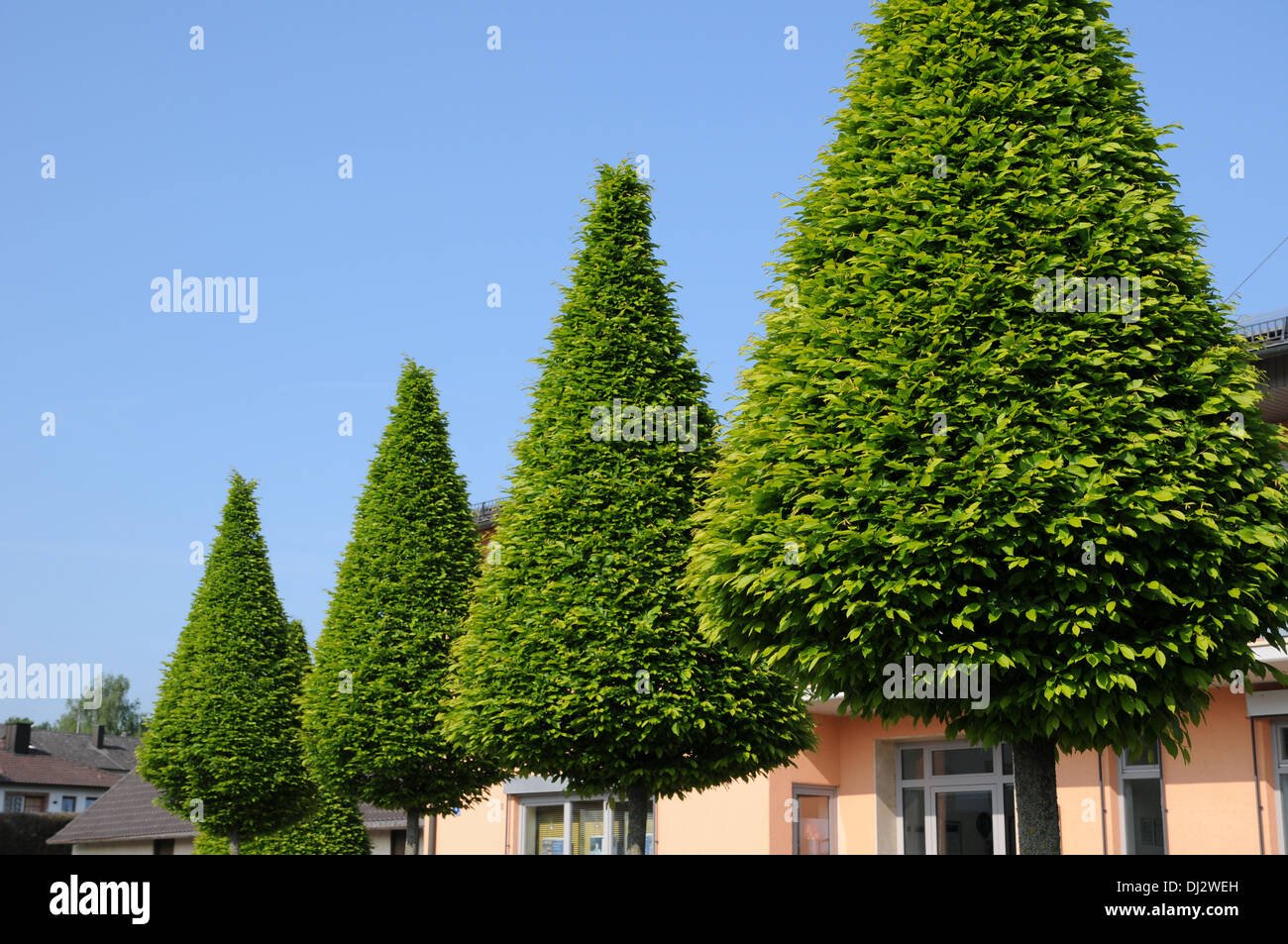 Hornbeam topiary ball or dome hi-res stock photography and images - Alamy