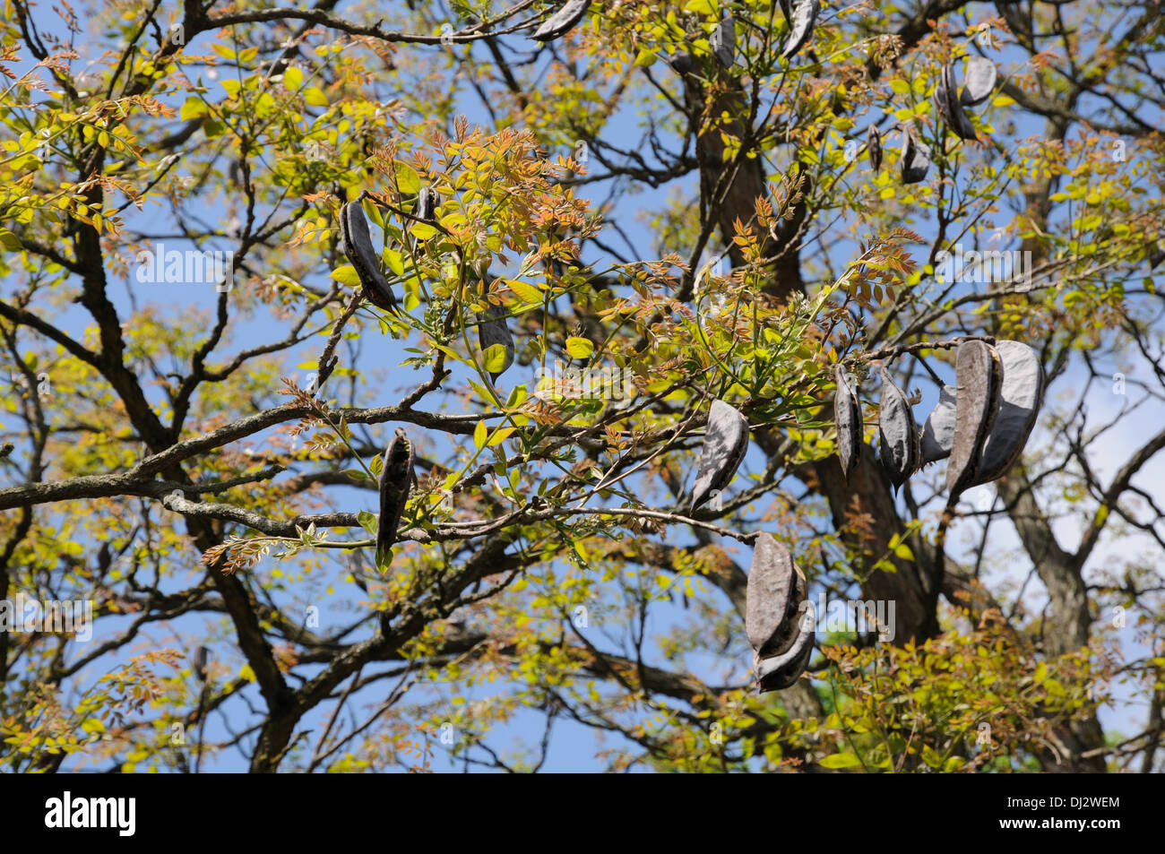 Kentucky coffee tree hi-res stock photography and images - Alamy