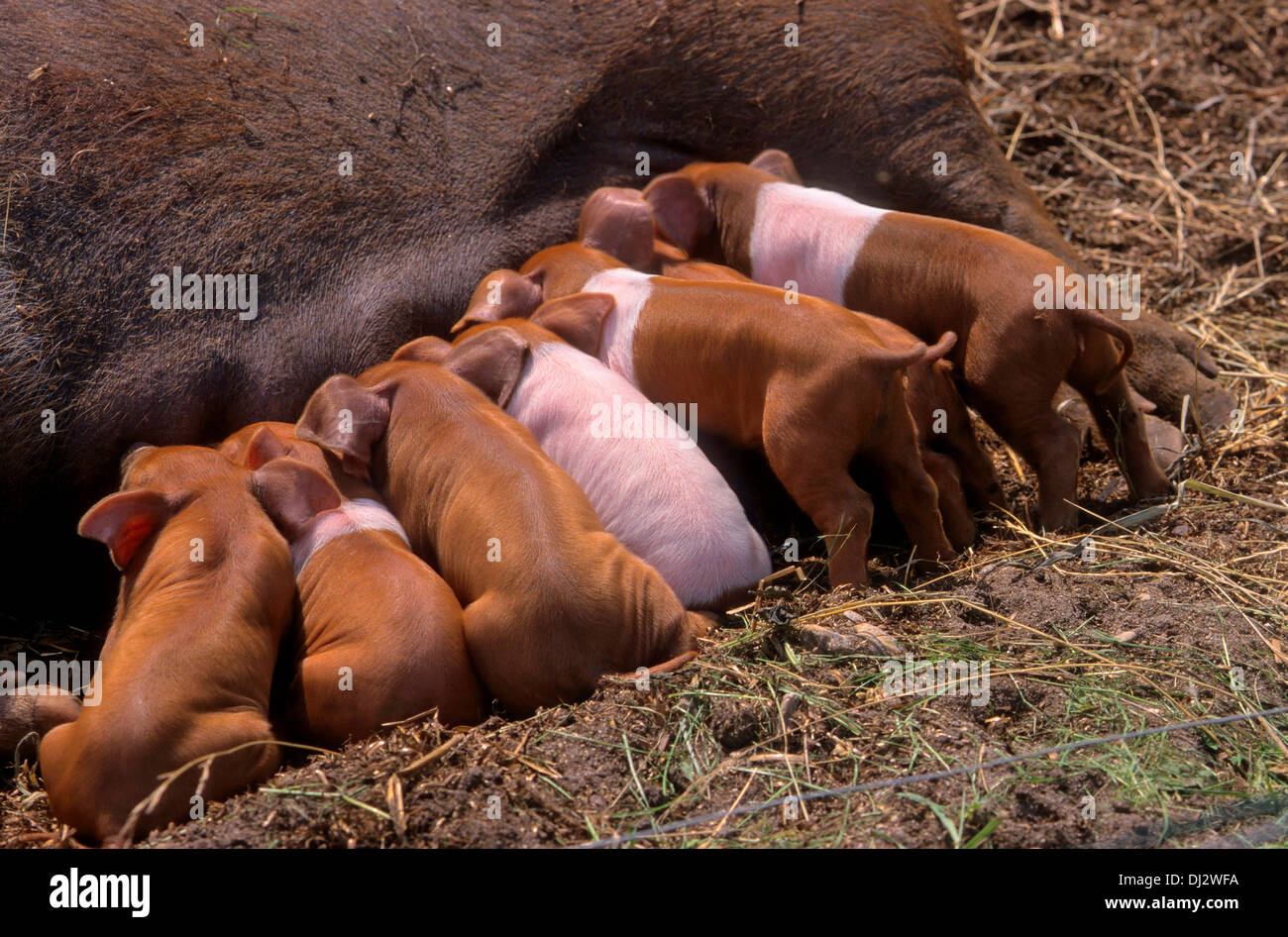 Rotbuntes hi-res stock photography and images - Alamy