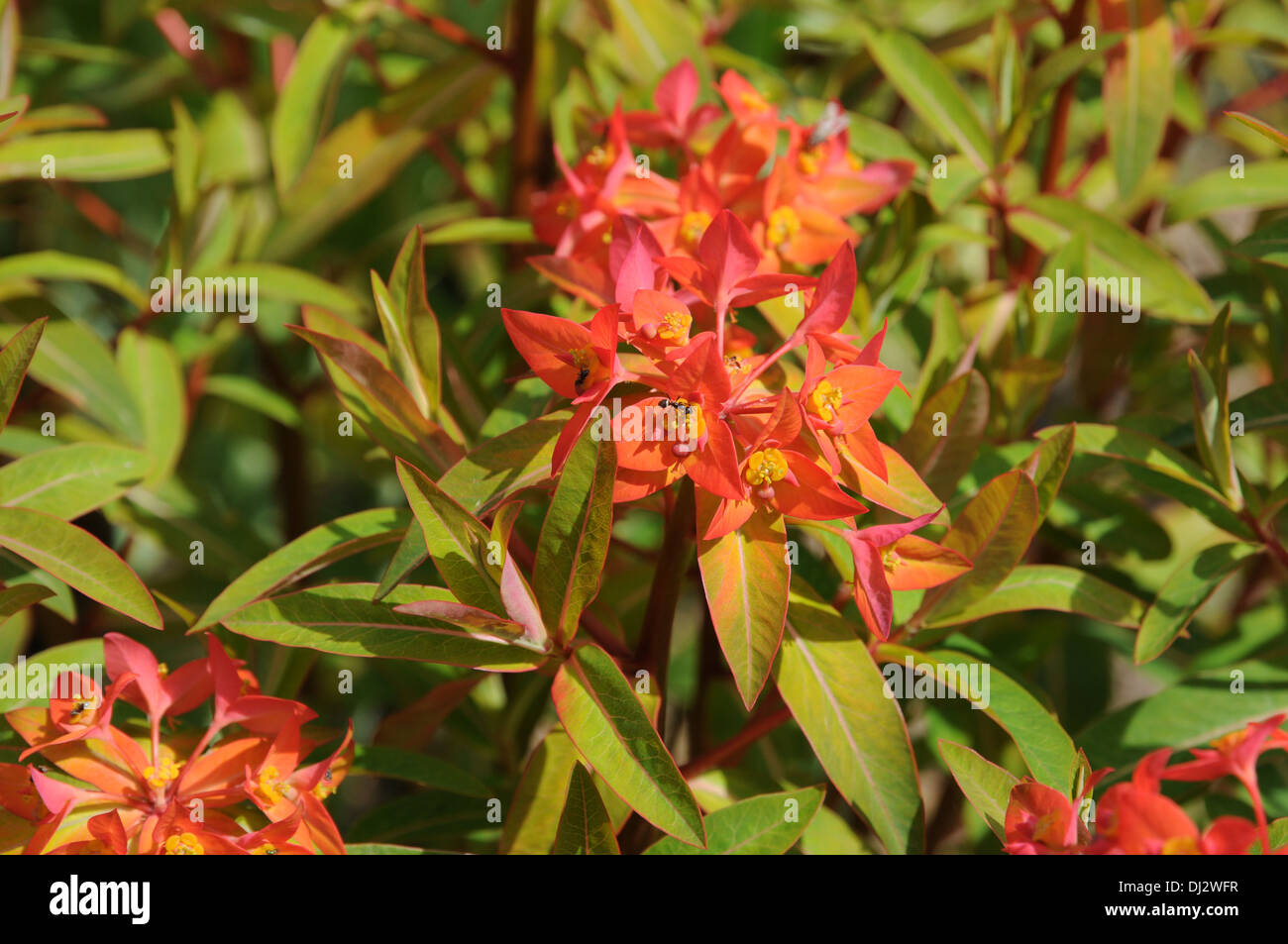 Euphorbia griffithii fireglow hi-res stock photography and images - Alamy