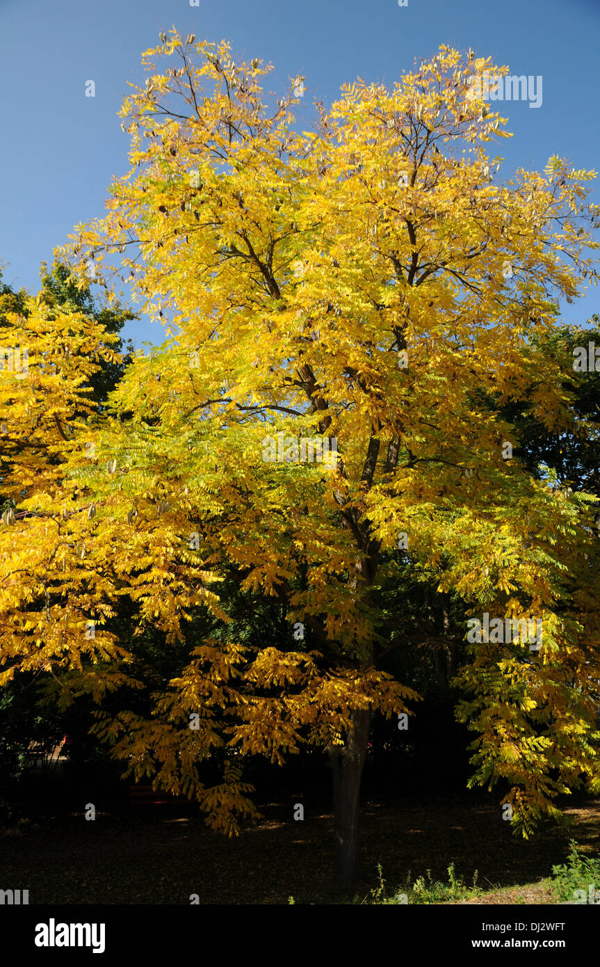 Kentucky coffee tree hi-res stock photography and images - Alamy