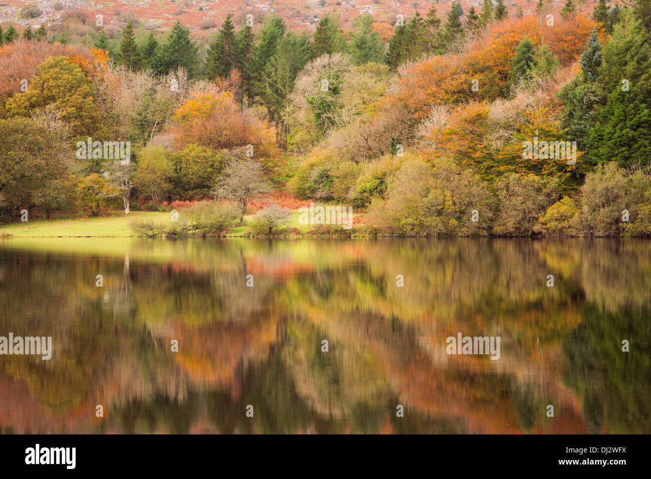 Autumn reflections at Burrator reservoir Dartmoor National Park Devon ...