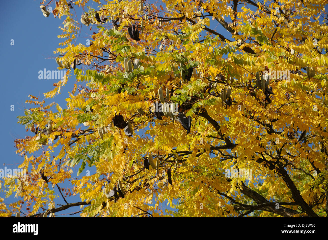 Kentucky coffee tree hi-res stock photography and images - Alamy