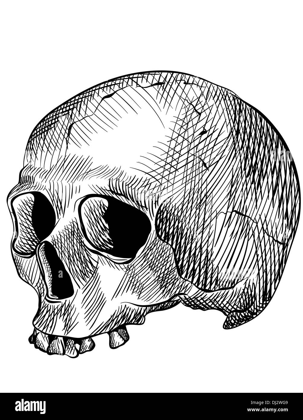 Engraved human skull Stock Photo - Alamy