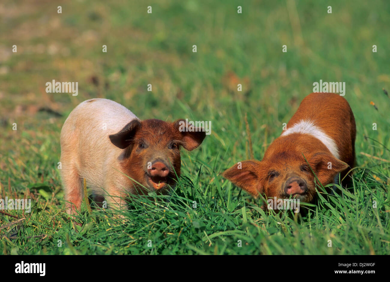Dänisches protestschwein hi-res stock photography and images - Alamy