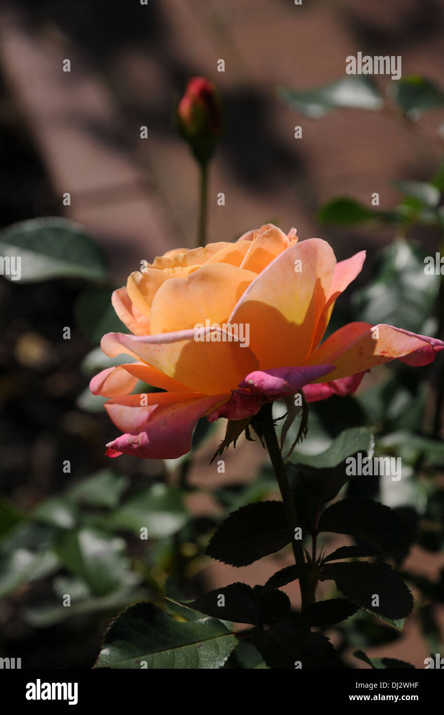 Hybrid rose hybrid roses hi-res stock photography and images - Alamy