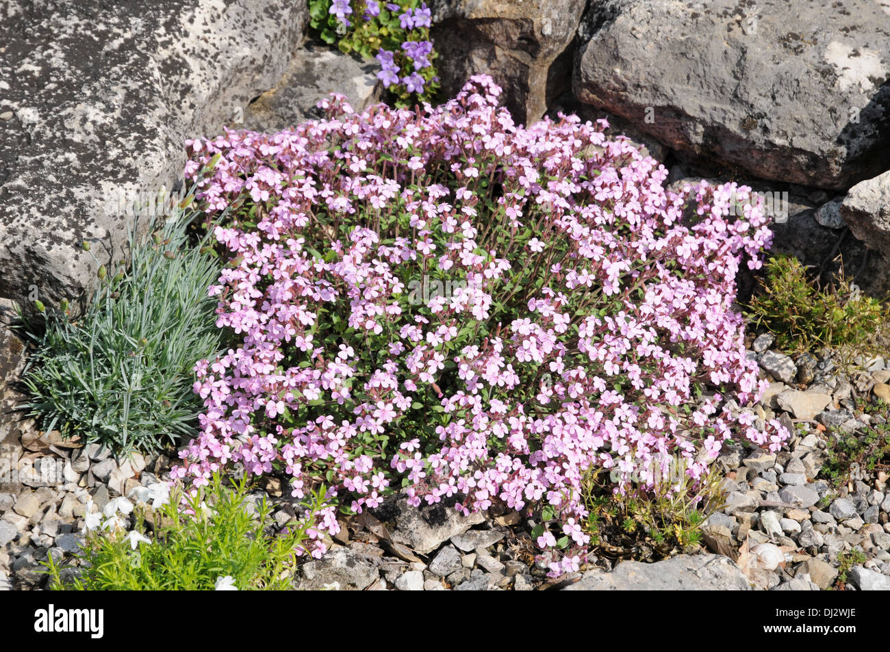 Rock soapwort flowers hi-res stock photography and images - Alamy