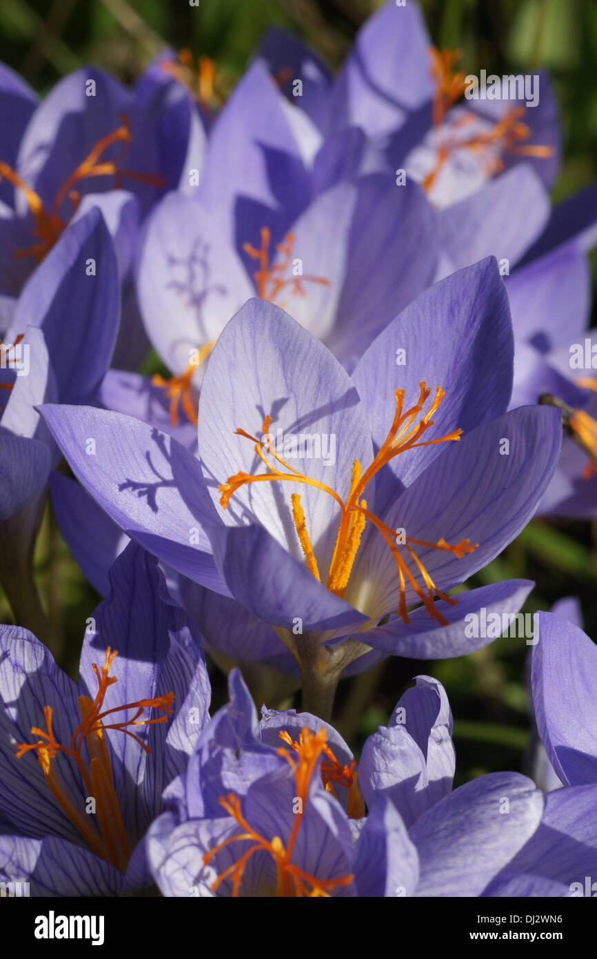 Saffron Crocus High Resolution Stock Photography and Images - Alamy