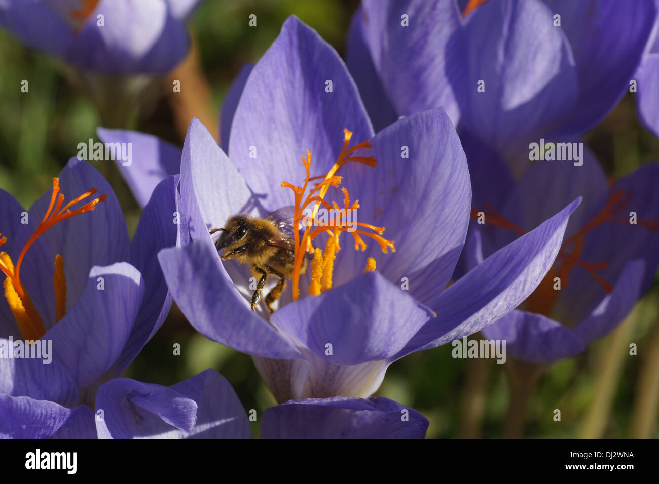 Crocus sativus hi-res stock photography and images - Alamy
