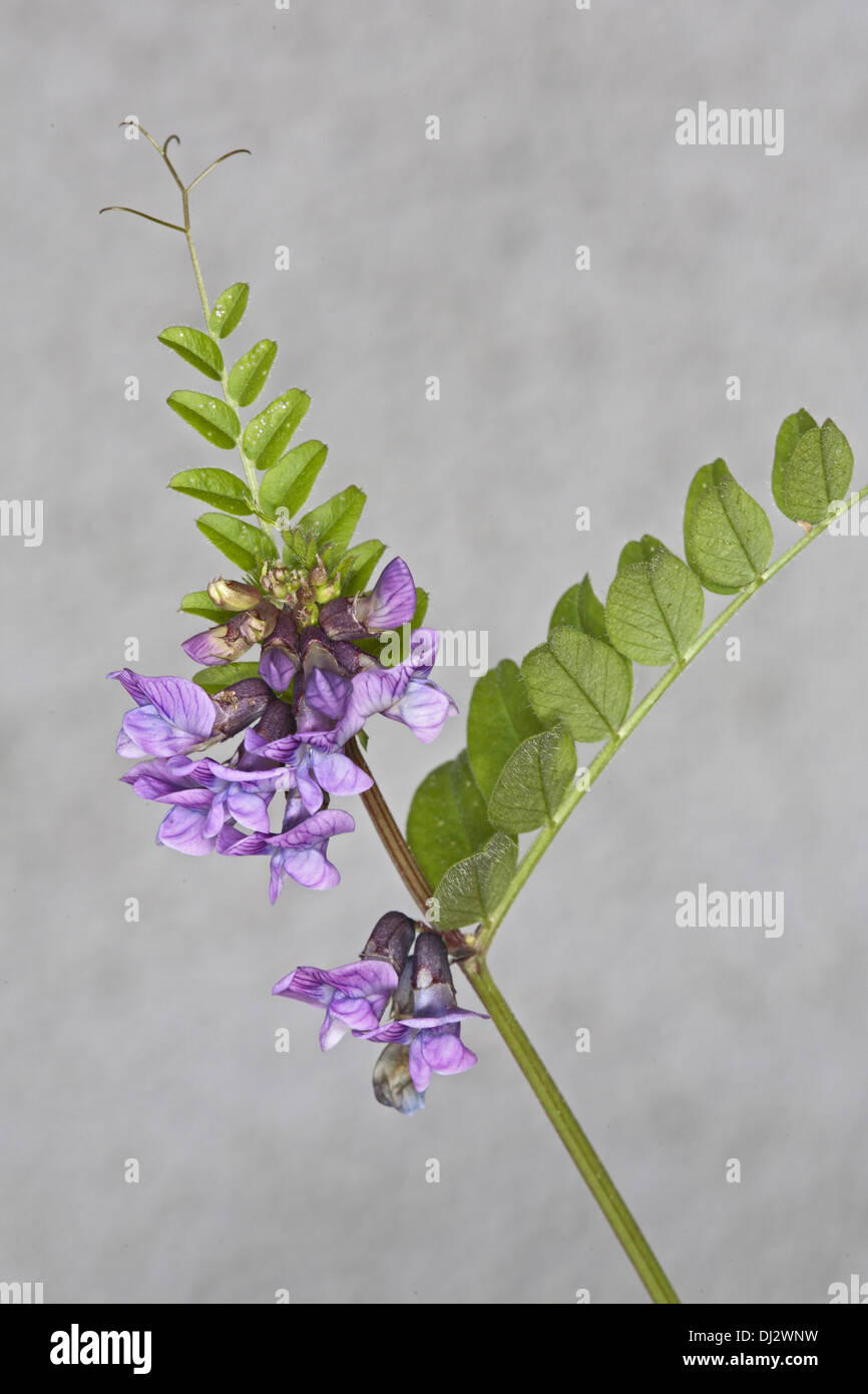 Vicia sepium, Bush Vetch Stock Photo - Alamy