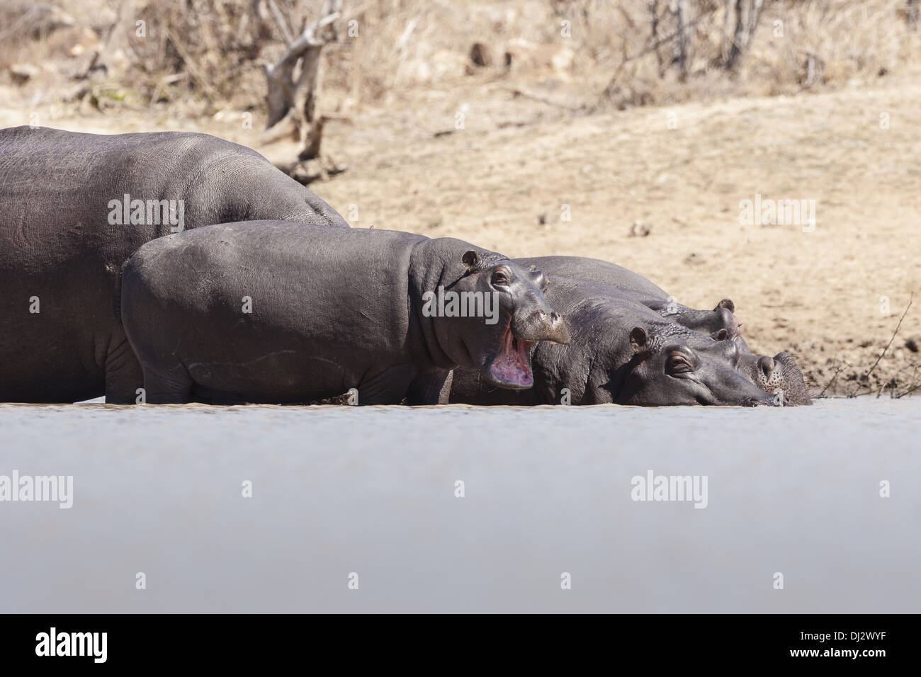 Hippopota hi-res stock photography and images - Alamy