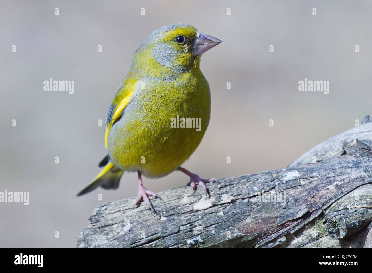 The European Greenfinch, or just Greenfinch (Carduelis chloris Stock ...