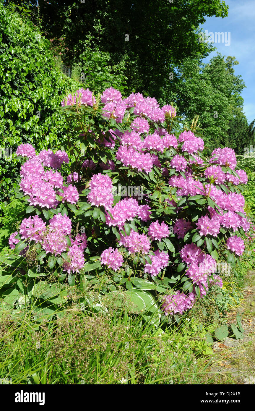 Ponticum rhododendron hi-res stock photography and images - Alamy