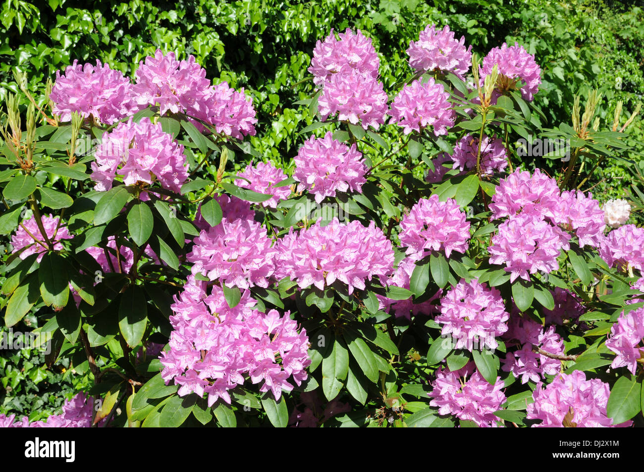 Ponticum hi-res stock photography and images - Alamy