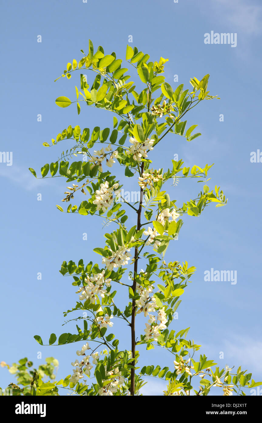 Black locust flower hi-res stock photography and images - Alamy