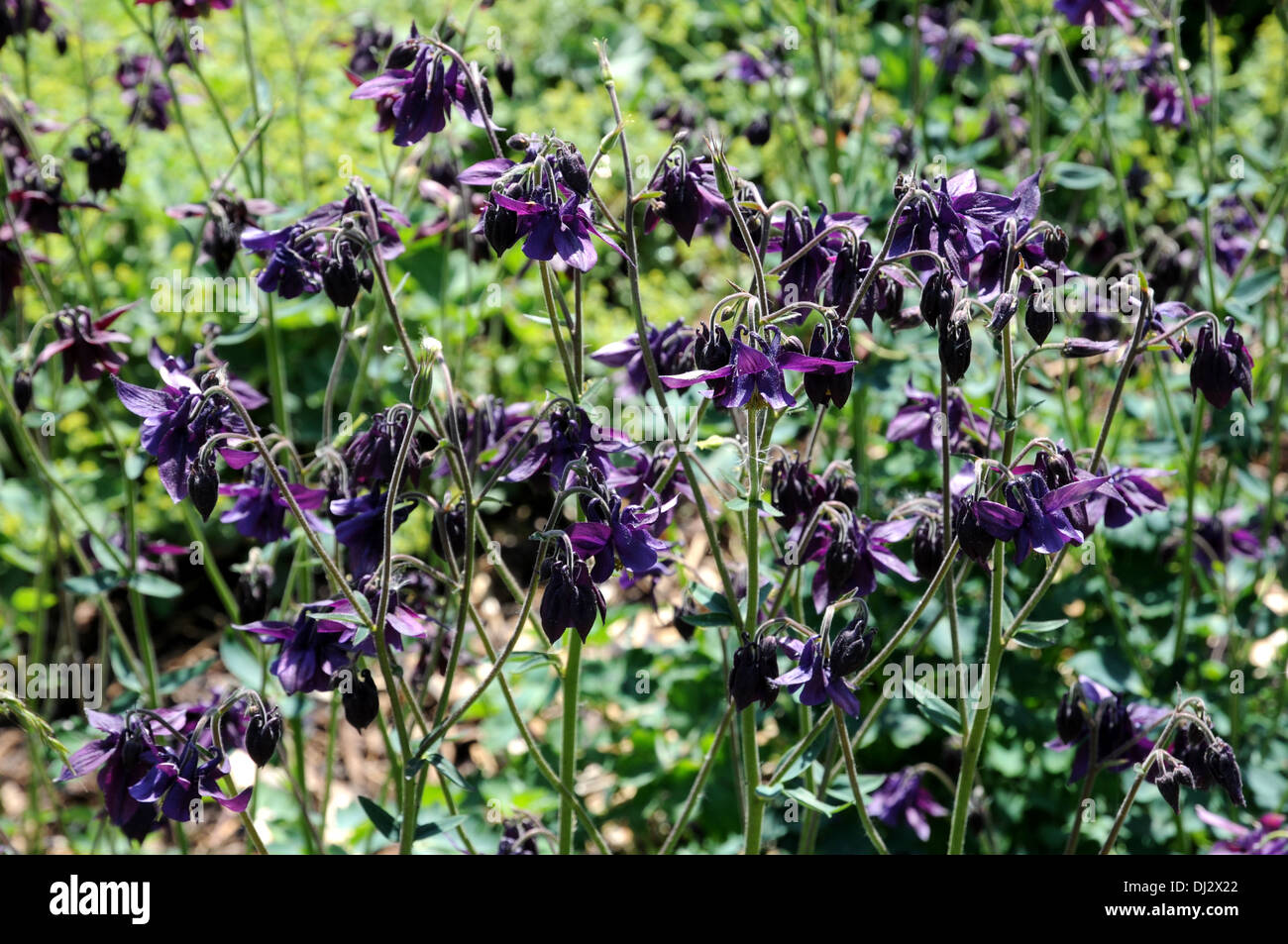 Columbines hi-res stock photography and images - Alamy