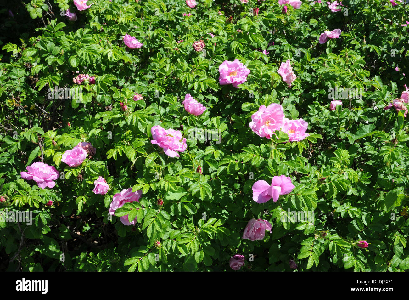 Rugosa rose hi-res stock photography and images - Alamy