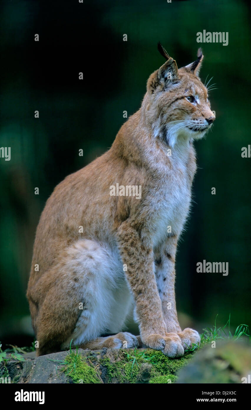 Eurasian lynx (Lynx lynx), Europäischer Luchs, Eurasischer Luchs (Lynx ...