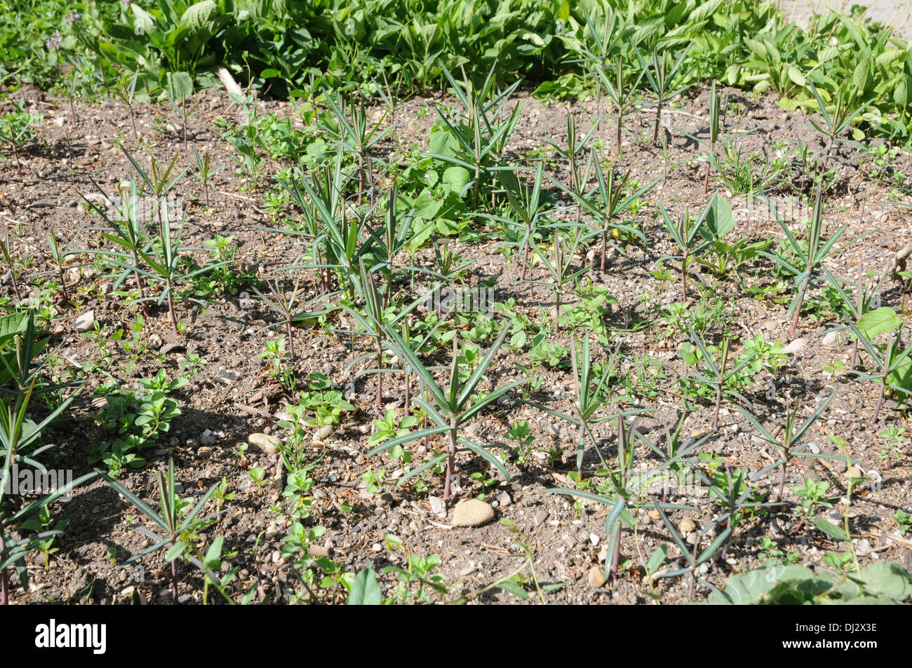 Caper spurge euphorbia lathyris hi-res stock photography and images - Alamy
