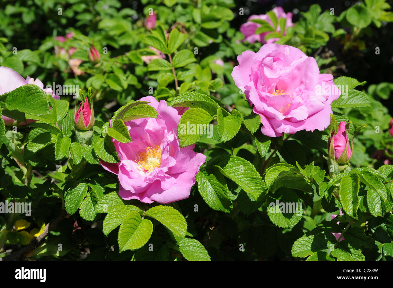 Rugosa rose hi-res stock photography and images - Alamy