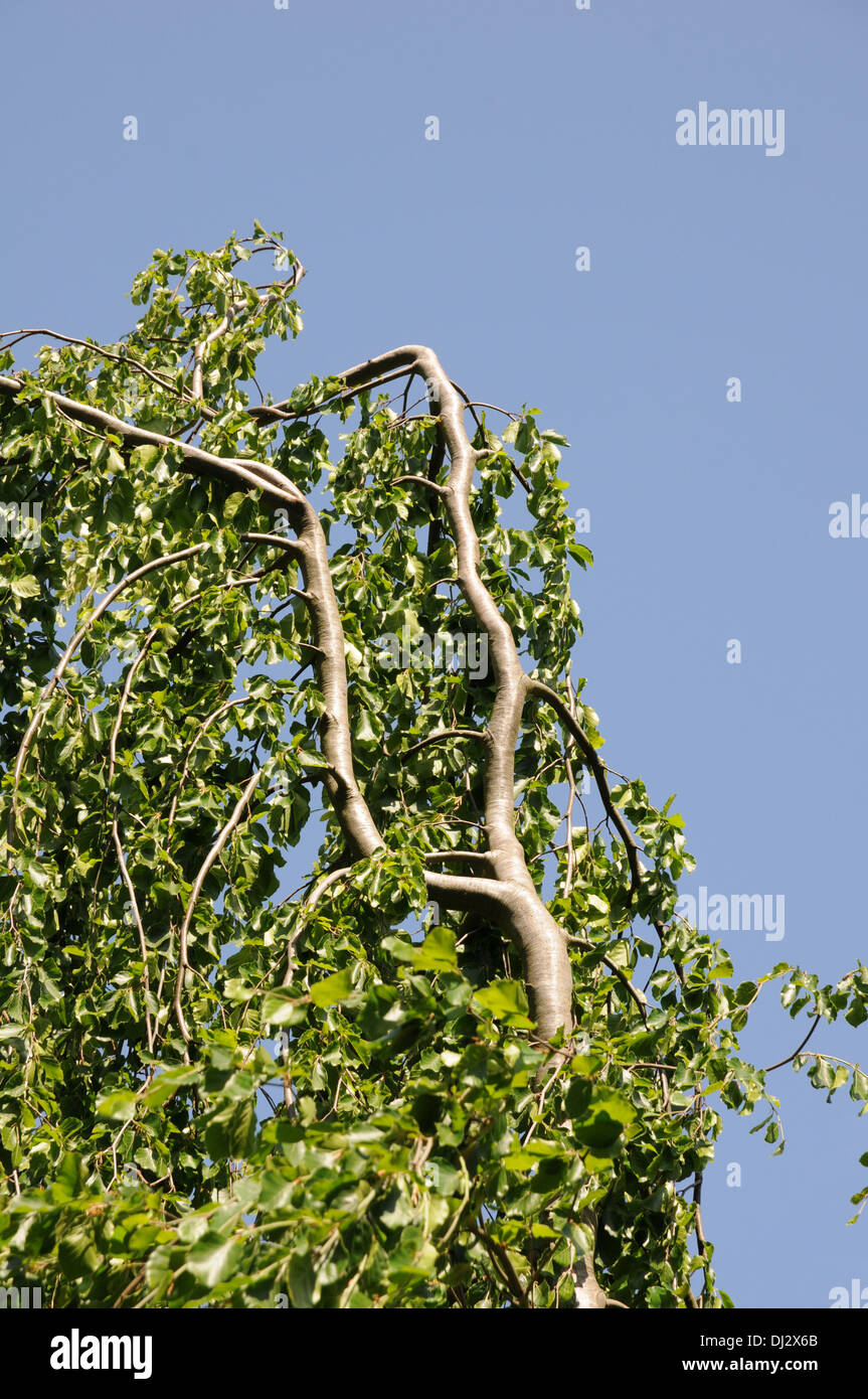 Weeping beech tree hi-res stock photography and images - Alamy