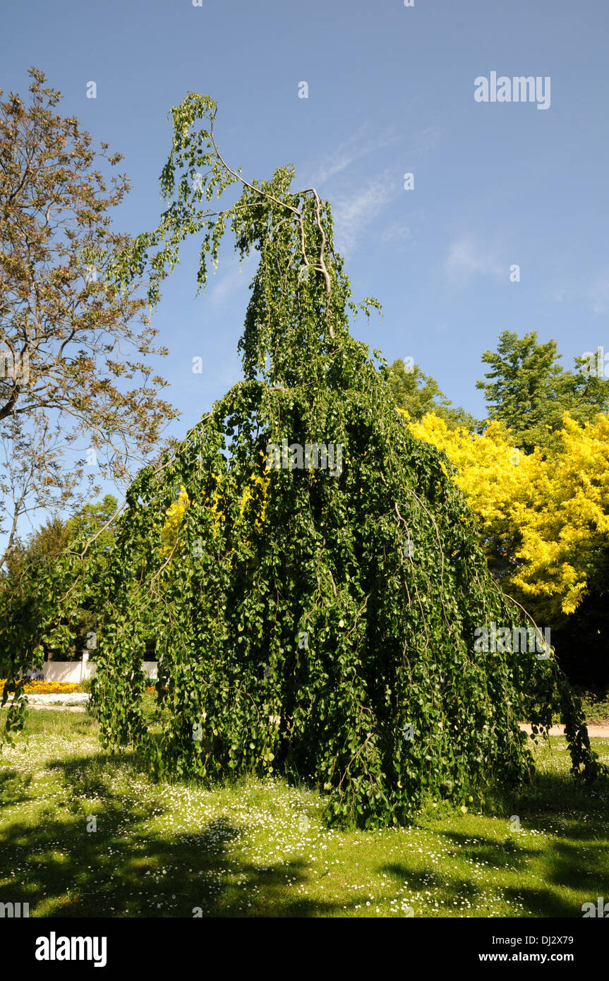 Weeping beech tree hi-res stock photography and images - Alamy