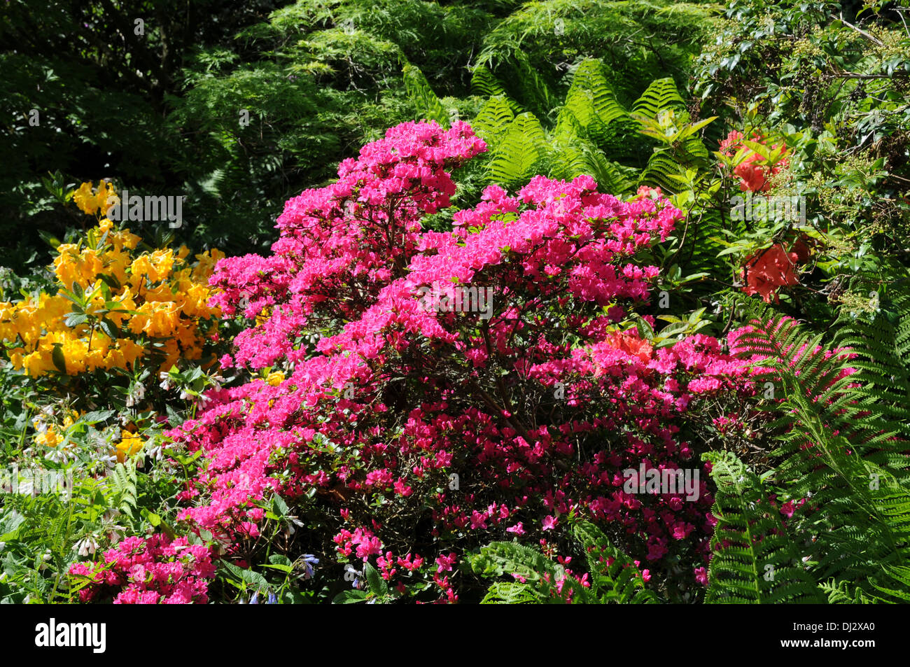Azalea flor azalea hi-res stock photography and images - Alamy