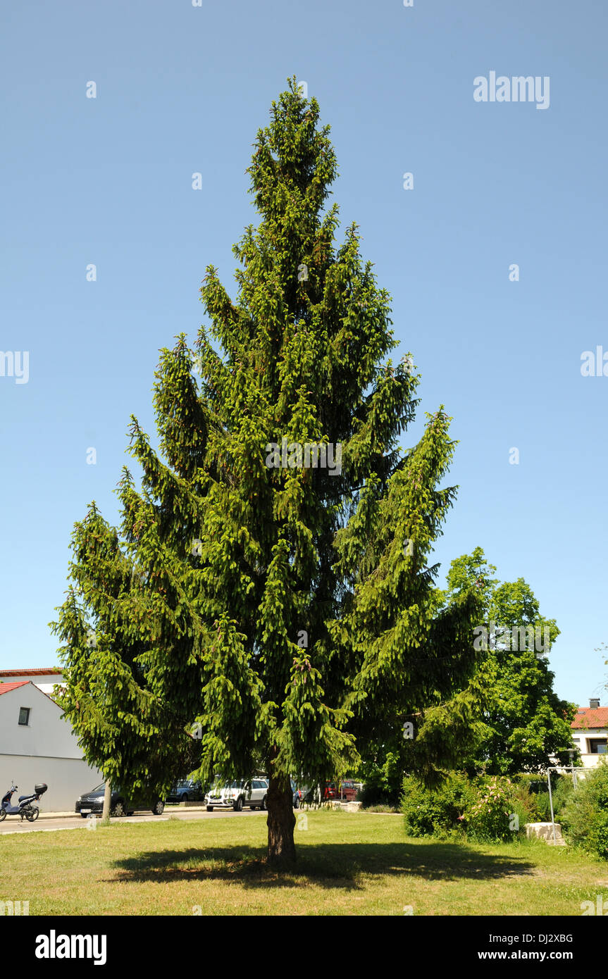 Rotfichten hi-res stock photography and images - Alamy