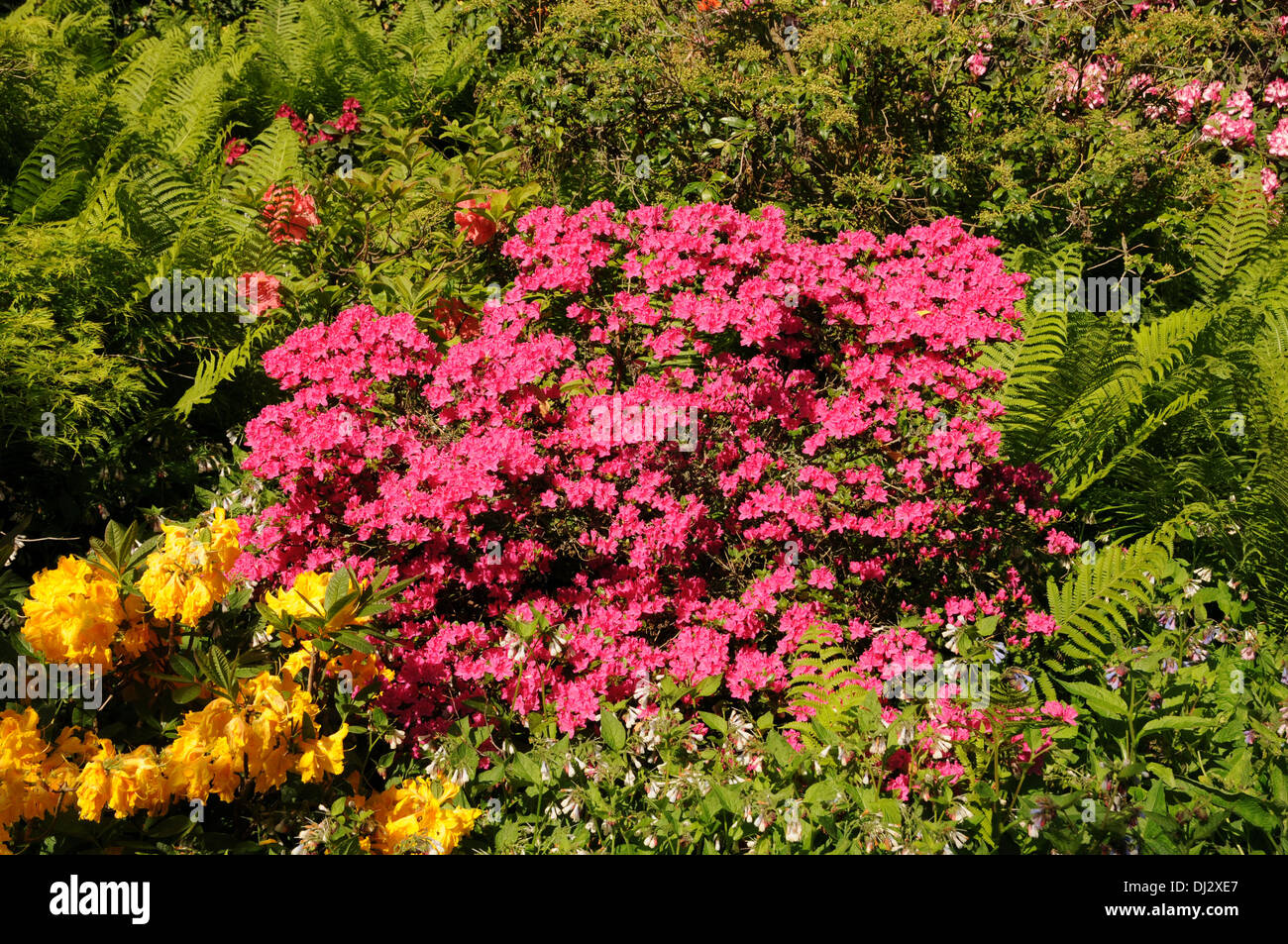 Azalea flor azalea hi-res stock photography and images - Alamy