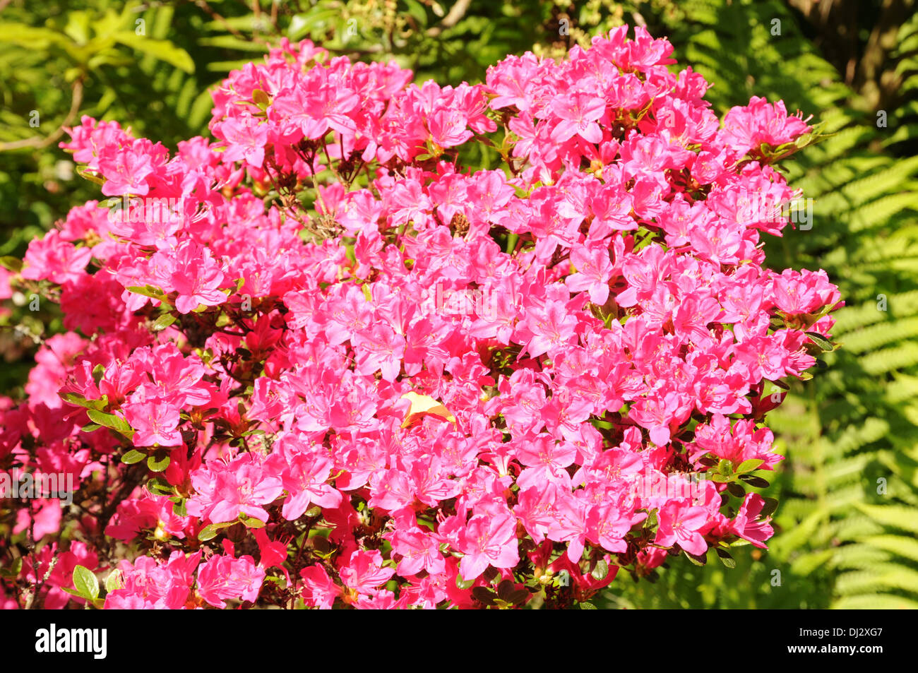Japanese shrubs hi-res stock photography and images - Alamy