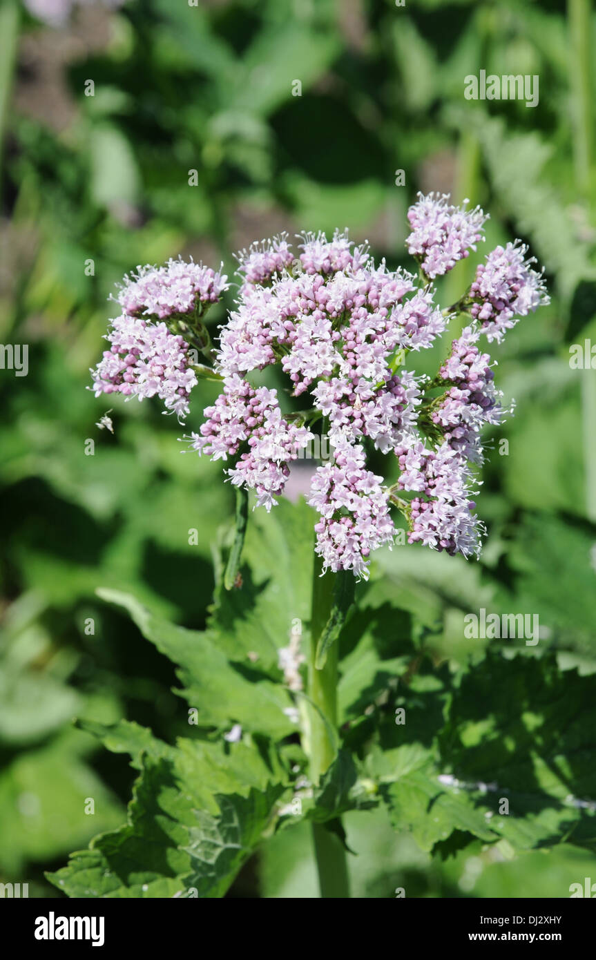 Pyrenaenbaldrian hi-res stock photography and images - Alamy