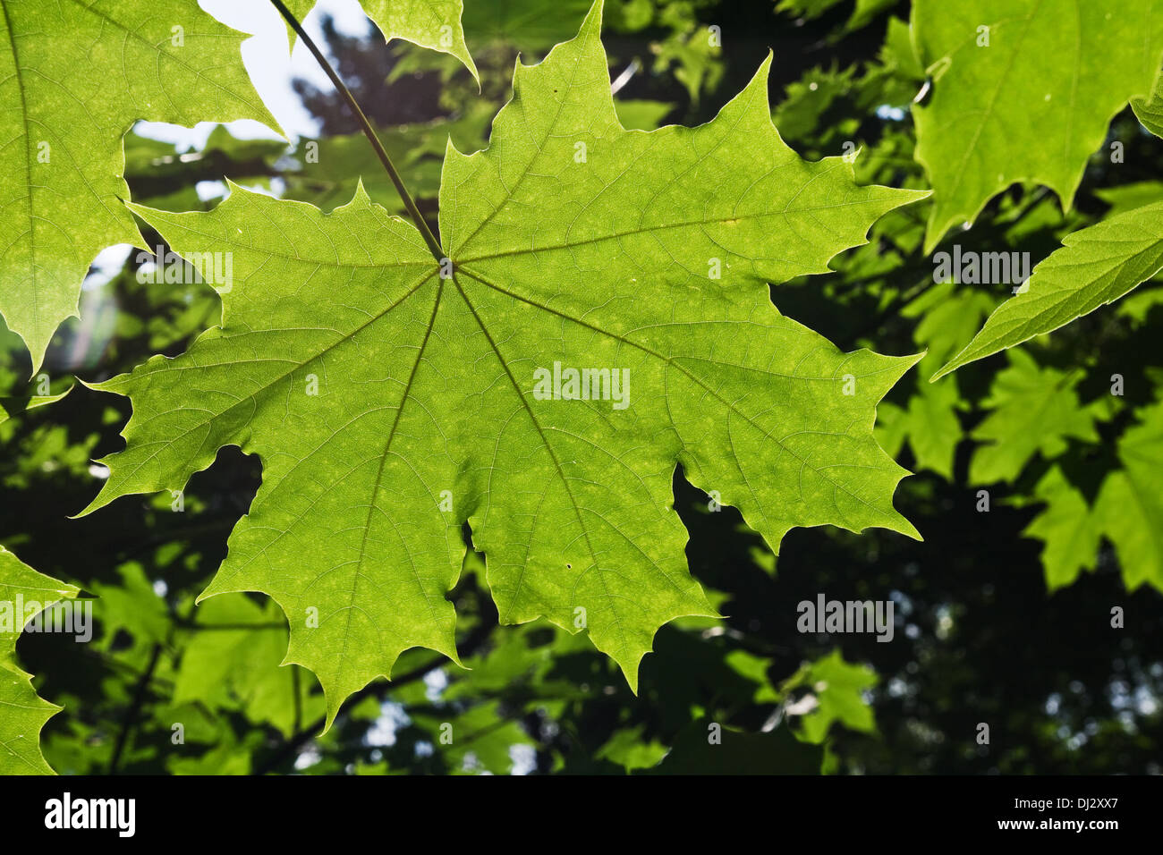 Back of a leaf hi-res stock photography and images - Alamy